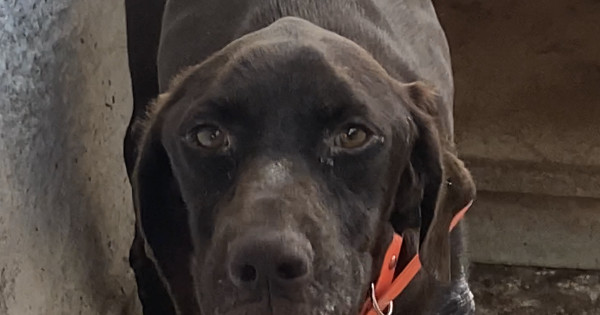 Zachráňme spoločnými silami fenku Sakuru | Donio